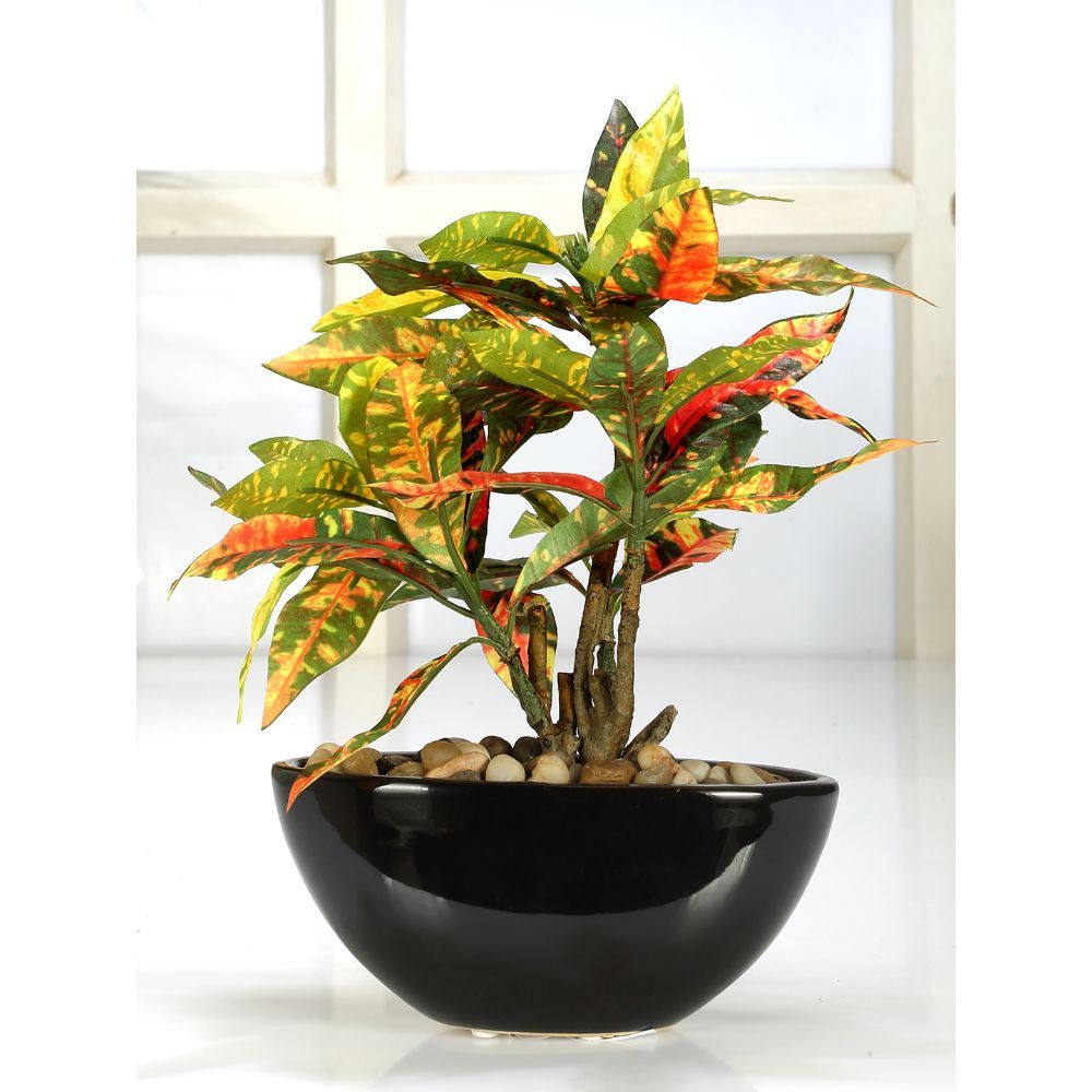 Buy Fourwalls Artificial Croton Bonsai Plant with a Ceramic Pot Online