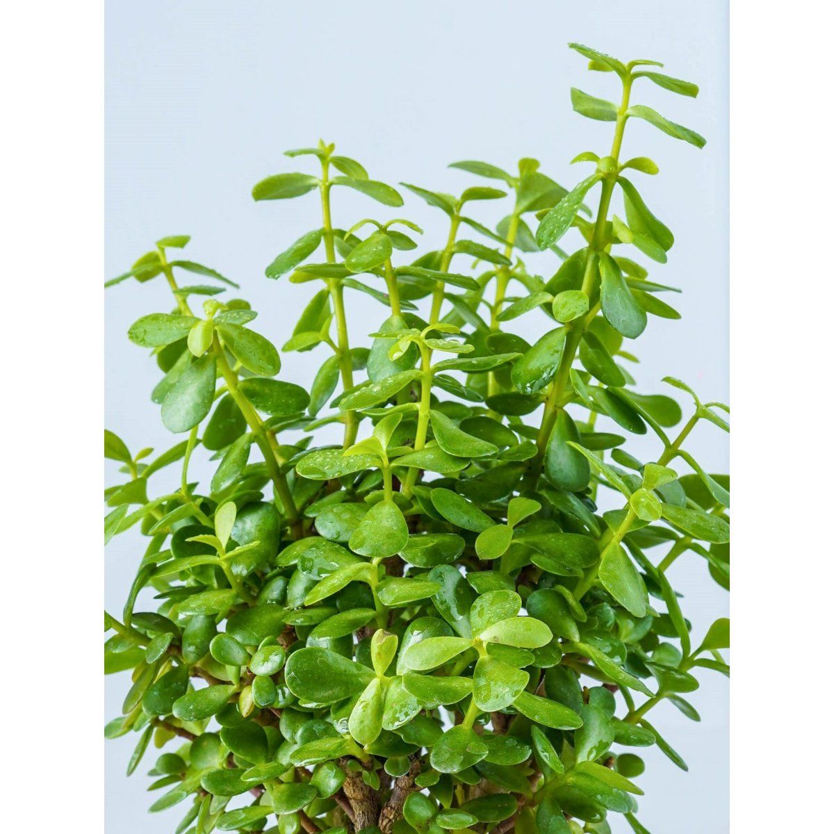 Buy Nurturing Green Combo of ZZ, Money and Snake Plant Online