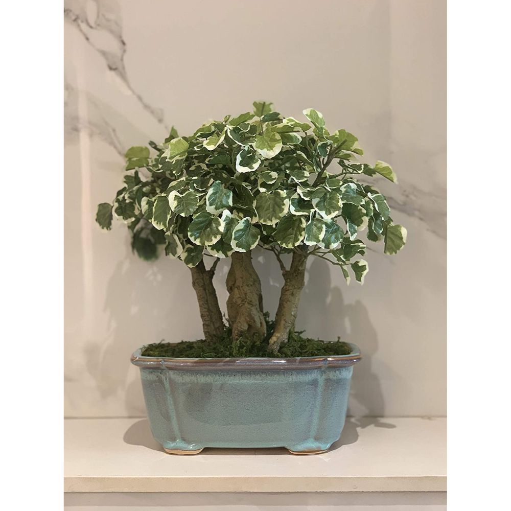 Buy Fourwalls Artificial Polyscias Bonsai Plant with a Ceramic Pot Online