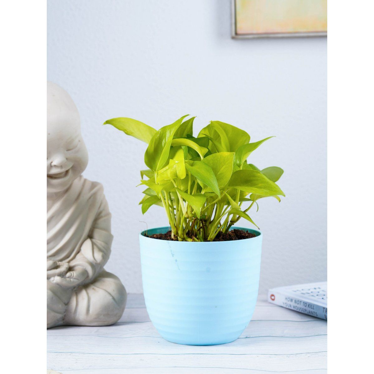 Buy Nurturing Green Good Luck Money Plant Gold in Blue Matte Fibre Pot ...