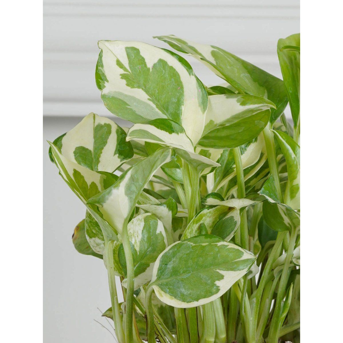 Nurturing Green Scindapsus Plant Njoy in Blue Textured Fibre Pot: Buy ...