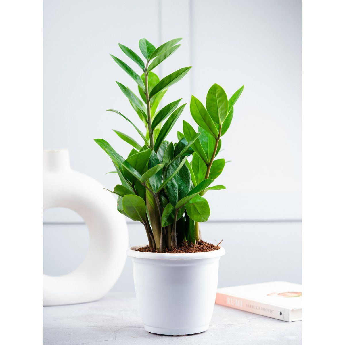 Buy Nurturing Green Combo of Jade, ZZ, Money Plant Green and Parlor ...