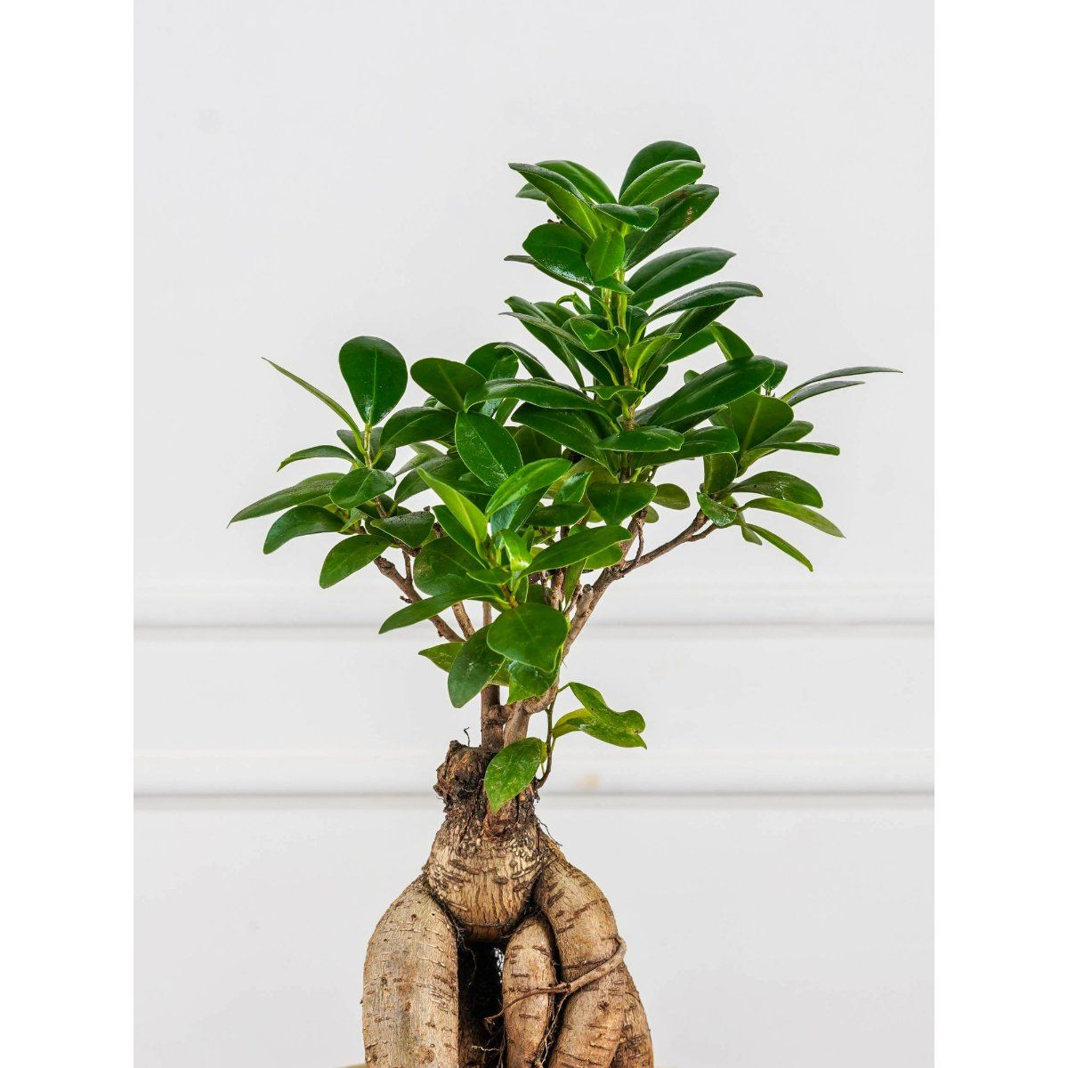Buy Nurturing Green Ficus Grafted Bonsai Plant Ceramic Pot Online