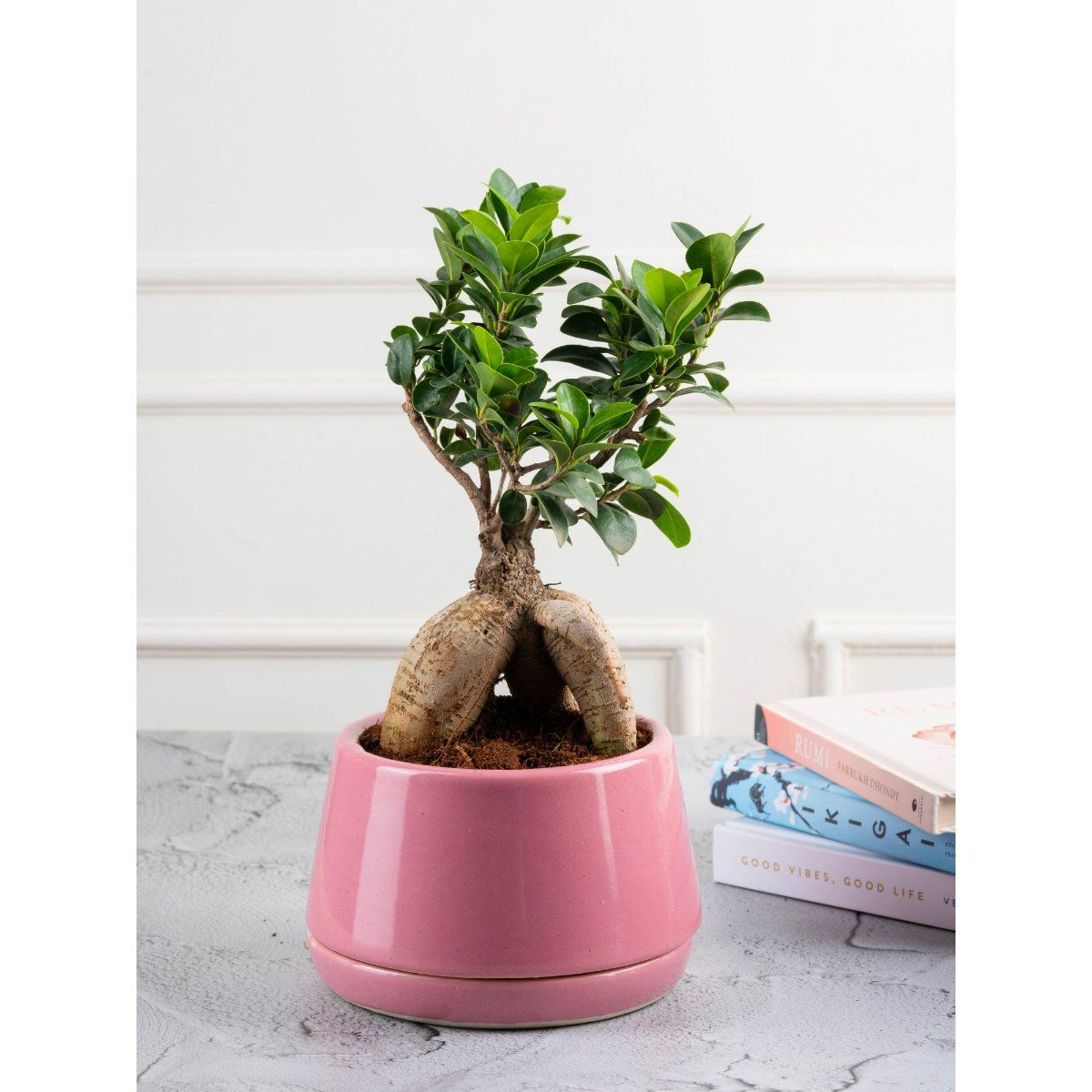 Buy Nurturing Green Ficus Bonsai Live Plant in Peach Ceramic Pot Online
