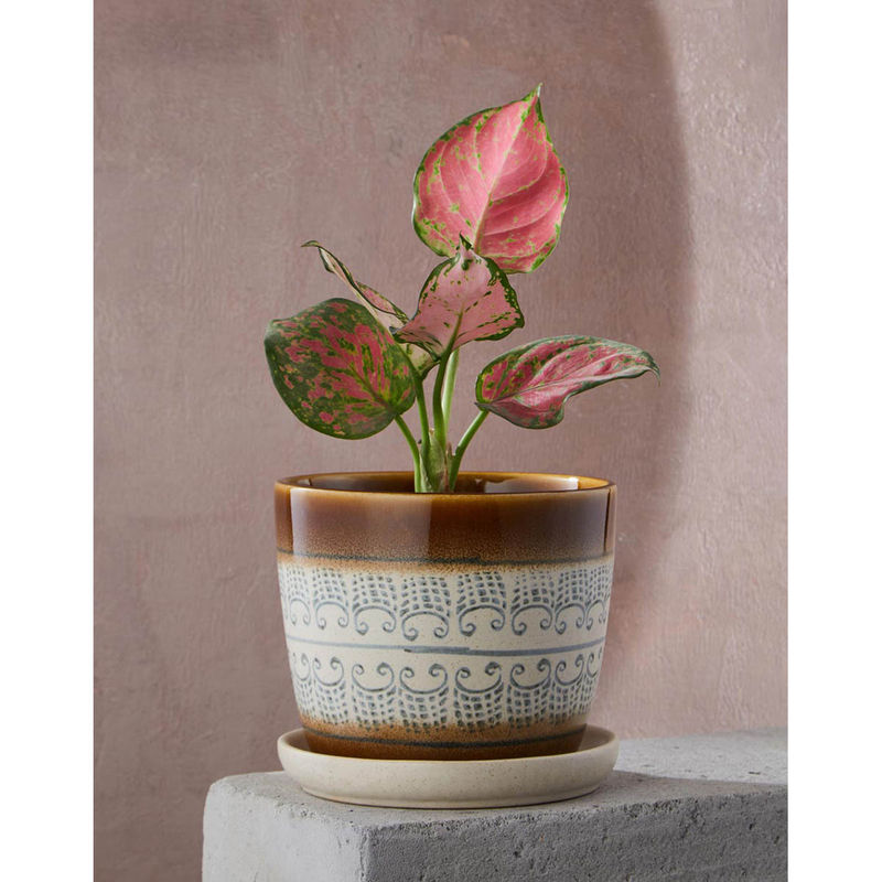 Buy Fabindia Chavi Crafts Ceramic Table Planter Online