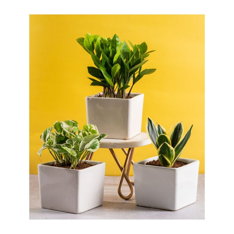 Buy Nurturing Green Combo of ZZ, Money and Snake Plant Online