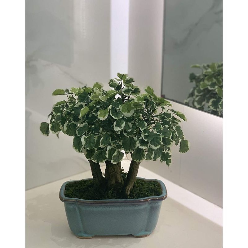 Buy Fourwalls Artificial Polyscias Bonsai Plant with a Ceramic Pot Online