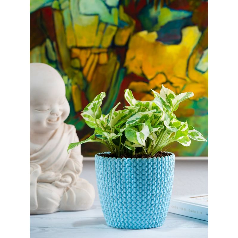 Nurturing Green Scindapsus Plant Njoy in Blue Textured Fibre Pot: Buy ...