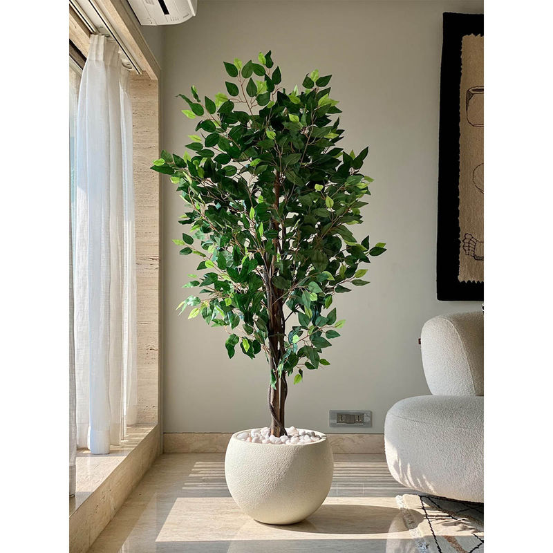 Buy Mason Home Artificial Jade Ficus Plant - 5.5Ft Green Online