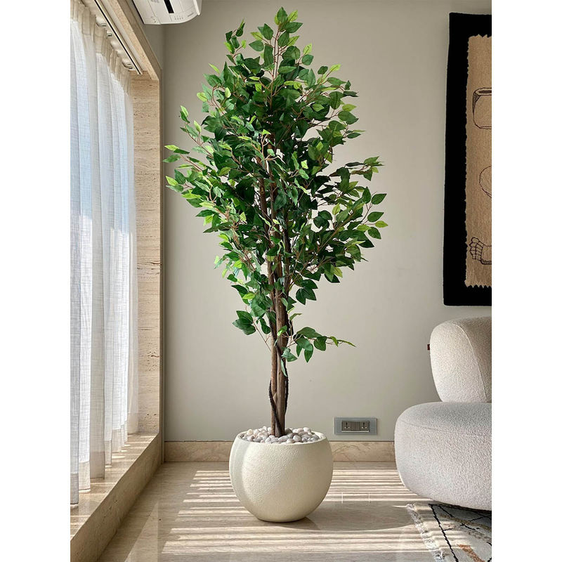 Buy Mason Home Artificial Jade Ficus Plant - 6Ft Green Online