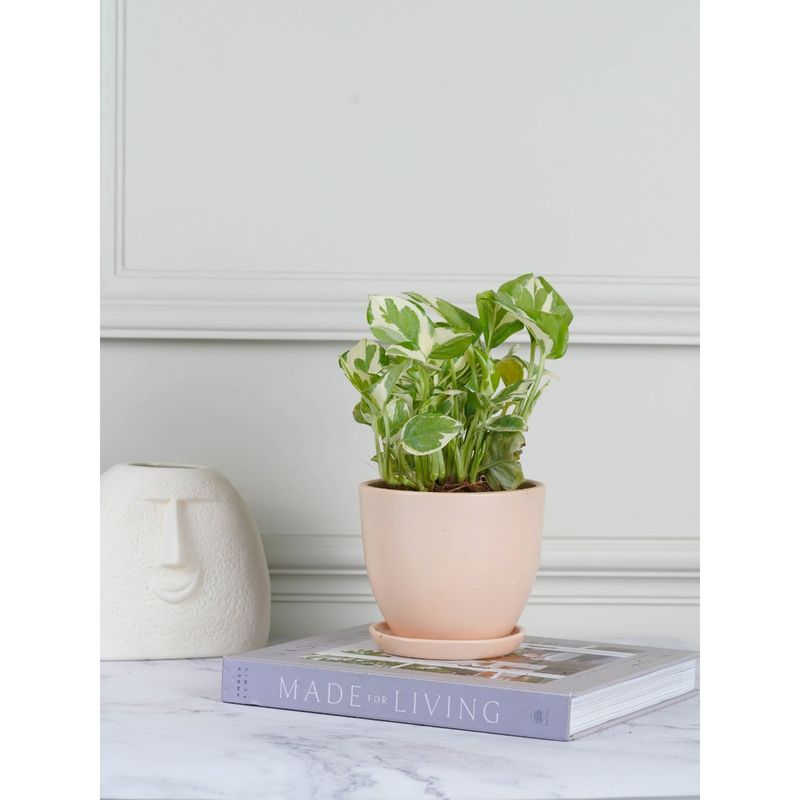 Nurturing Green Money Plant Njoy in Blush Pink Ceramic Pot: Buy ...