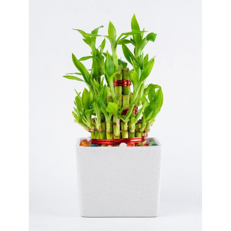 Buy Nurturing Green Lucky Bamboo Plant (3 Layer) in Ceramic Pot Online