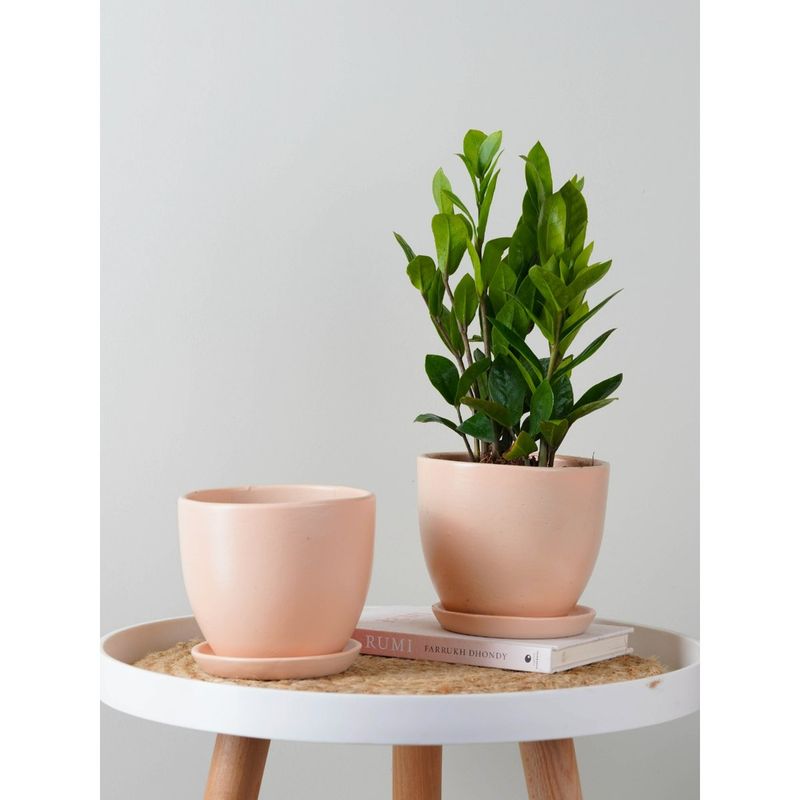 Buy Nurturing Green Set of 2 Blush Pink Ceramic Pots Online