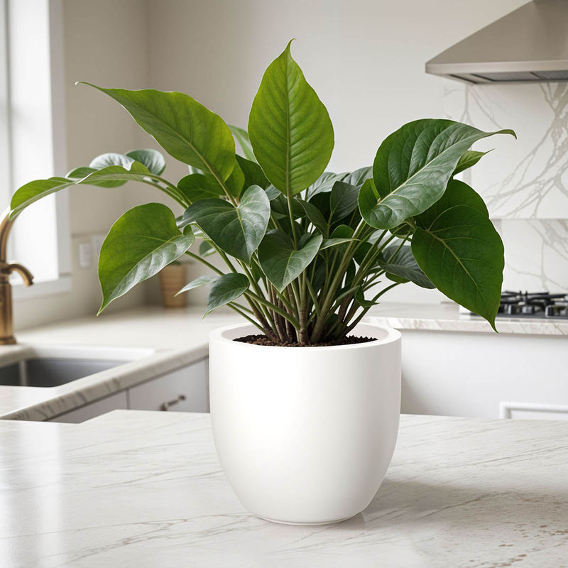 Buy Yuccabe Italia Foxb Pcup 6-Inch Flower Pot Durable Planter (Marble ...