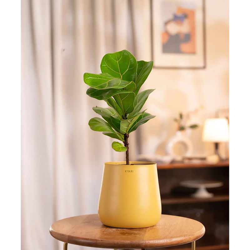 Buy KYARI Yellow Fiddle Fig with Aura Pot Online